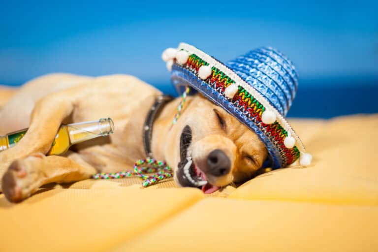 What Beer Do Mexican Locals Drink? (The Ultimate Guide) | DineWithDrinks