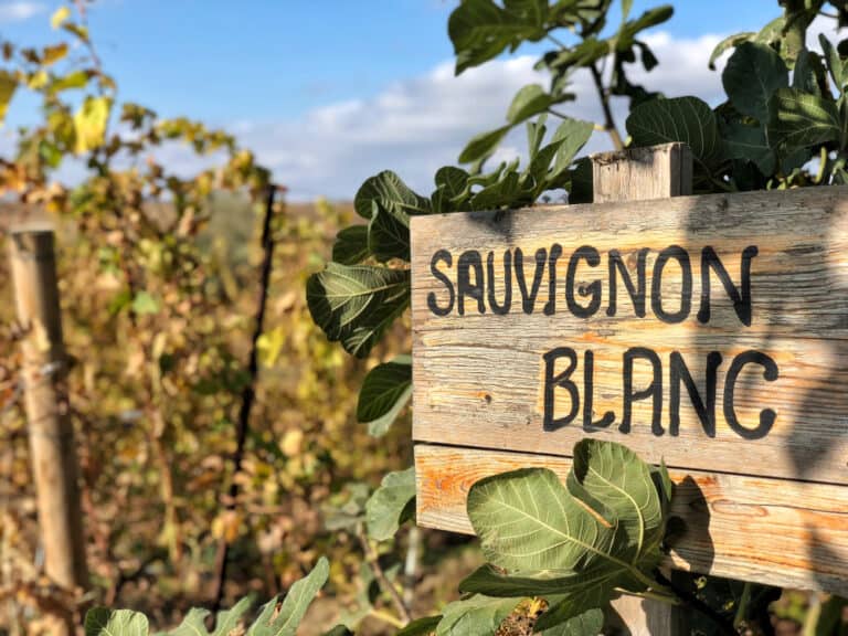 How To Drink Sauvignon Blanc (Tips From Sommeliers) | DineWithDrinks