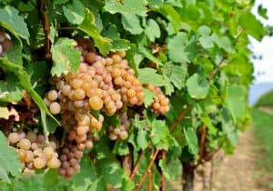 What Does Pinot Grigio Taste Like? (A Detailed Guide) | DineWithDrinks