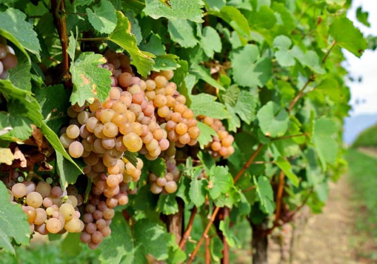 What Does Pinot Grigio Taste Like? (A Detailed Guide) | DineWithDrinks